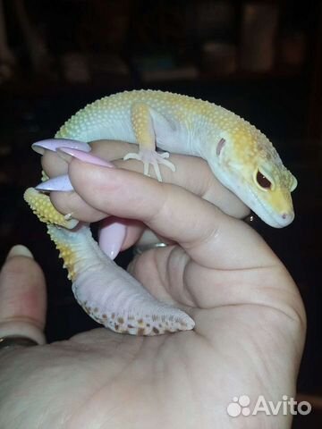 Эублефар самка