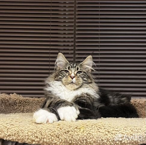 Полидакт Маркиз