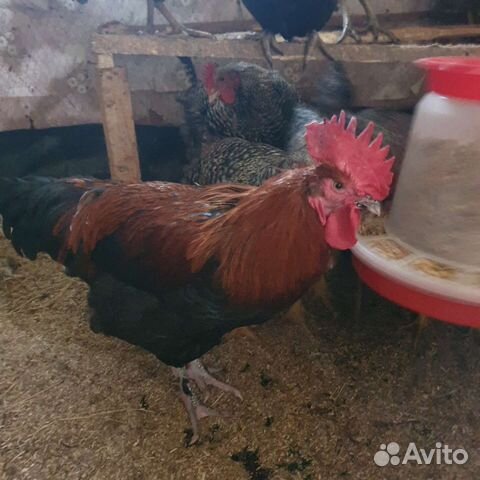 Петухи ч/м маран и легбар