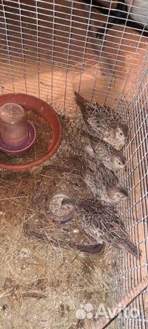 Фазаны дикие