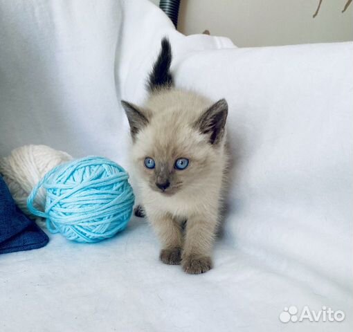 Маленький голубоглазый принц