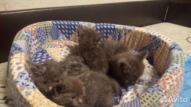 Котята в добрые руки бесплатно