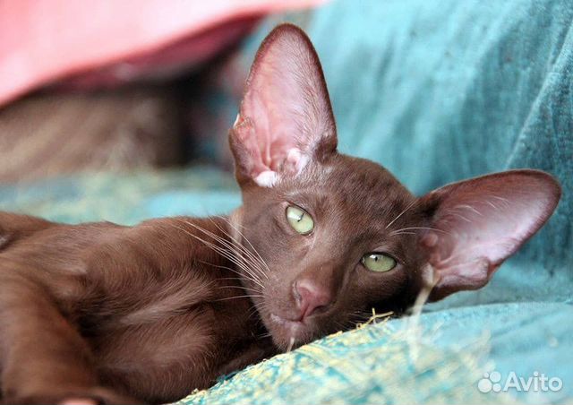 Ориентальный котёнок