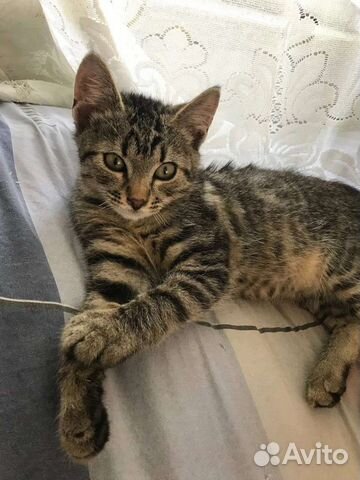 Котенок Серый полосатик