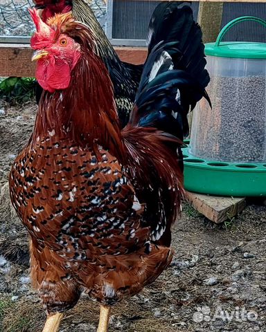 Петухи русская хохлатая