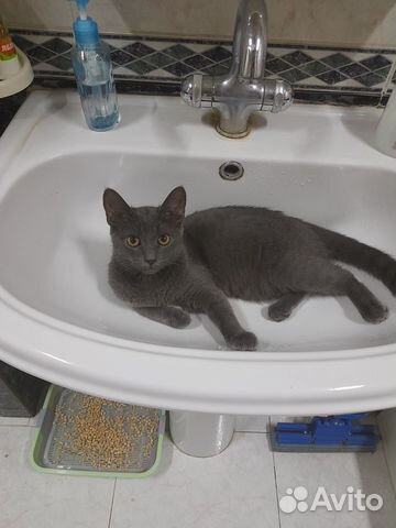 Кошка