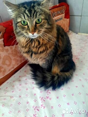 Котик Сибирский 2 года