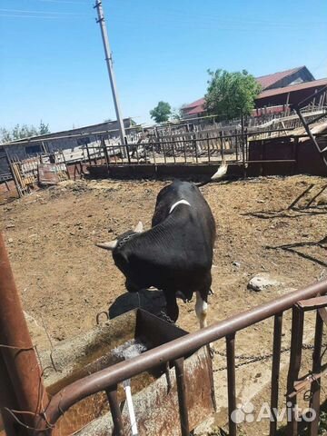 Телята бычки