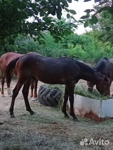 Жеребчик 1 год