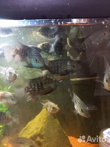 Крупная молодь Бриллиантовой цихлозомы