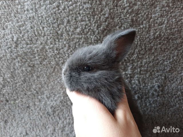Карликовый кролик