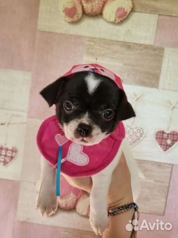 Чихуахуа девочка