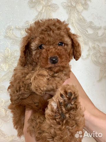 Щенки мальтипу