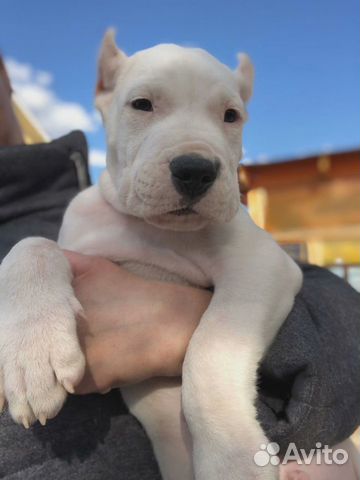 Аргентинский дог щенки