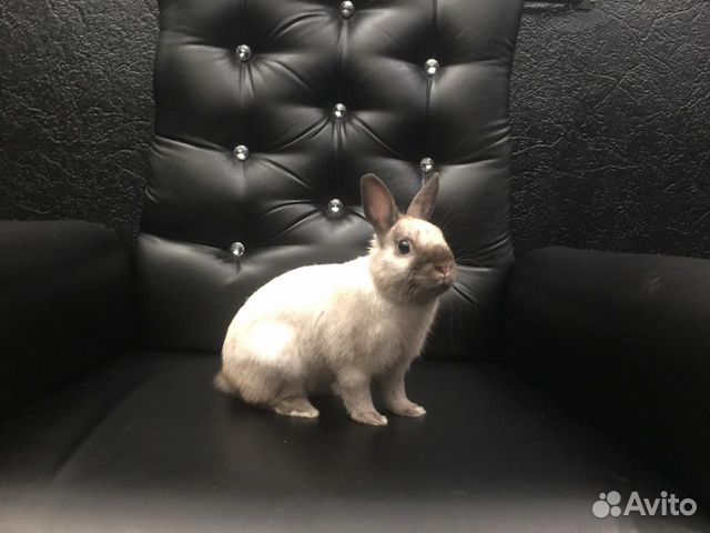 Кролик для случки