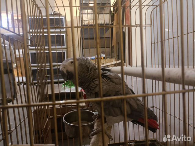 Большой серый попугай