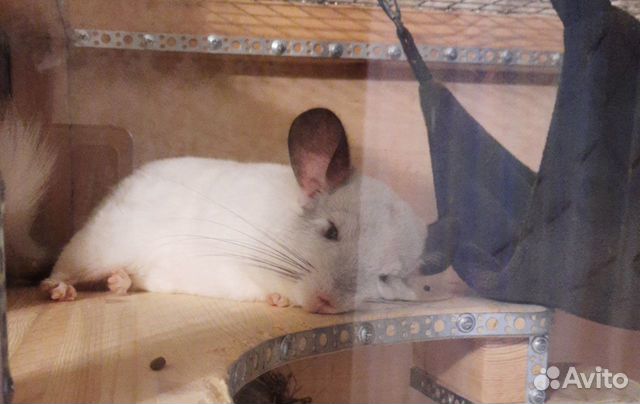 Шиншилла белый вильсон