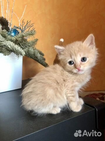 Персиковый котенок ищет дом