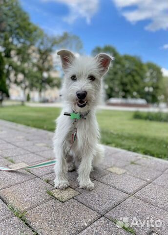 Маленький песик Ирис в добрые руки
