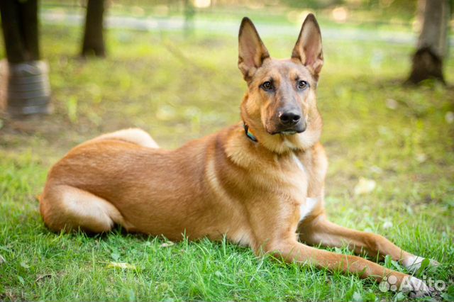 Собака Перс в добрые руки