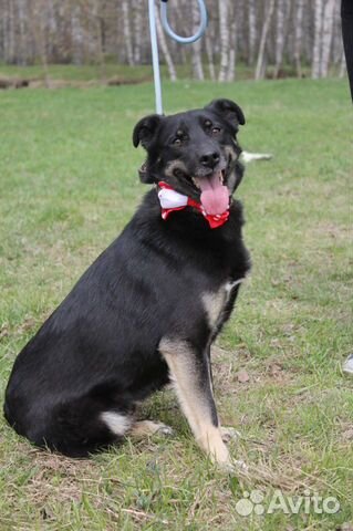 Багги-мягкий животик ищет дом