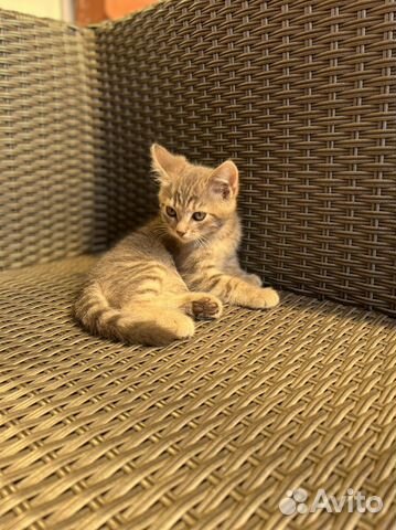 Раздача котов