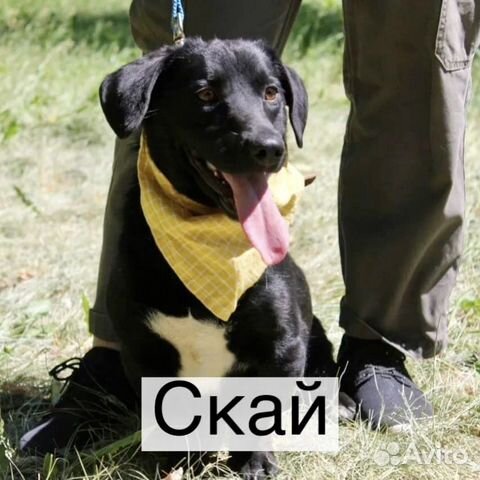 Скай - обаятельный красавчик, мимо не пройдешь