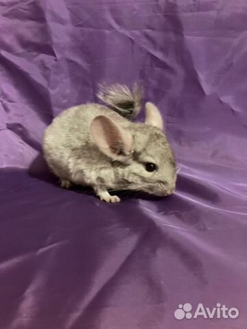 Шиншиллы и кролик