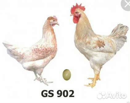 Куры доминант