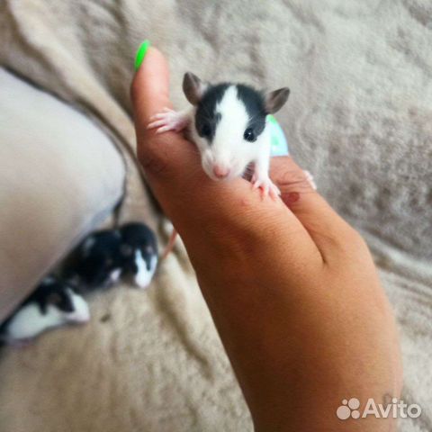 Крыса дамбо