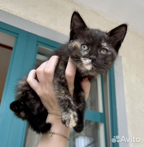 Черепаховый окрас котенок