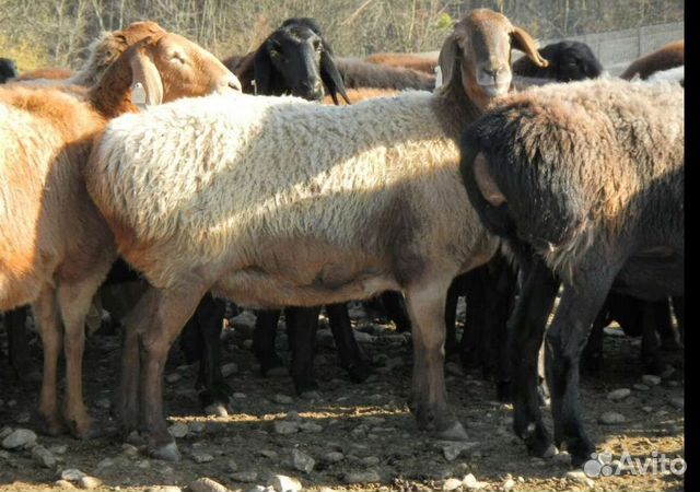 Курдючные бараны овцы