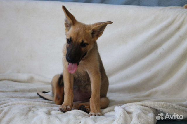 Малышка Николь ишет дом