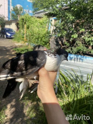 Голубь белый ручнрй