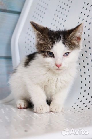 Малыши в беде