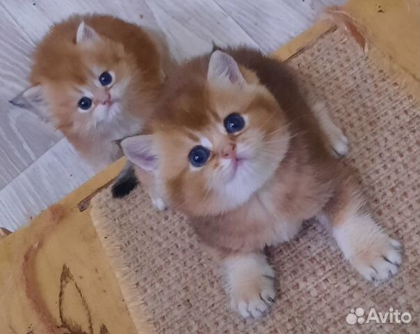 Плюшевые золотые малыши
