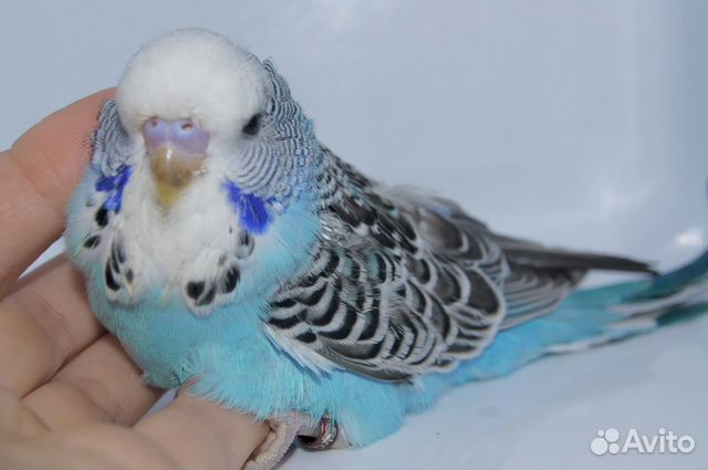 Попугаи ввп чехи