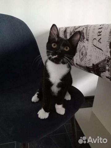 Верный дружок котенок Чарлик в добрые руки