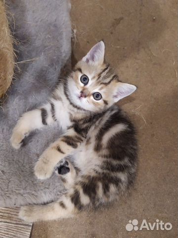 Шотландские прямоухие котята