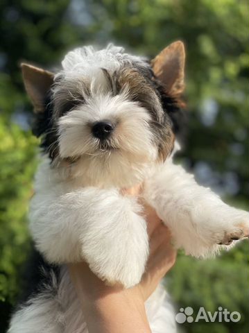 Бивер шикарная девочка РКФ