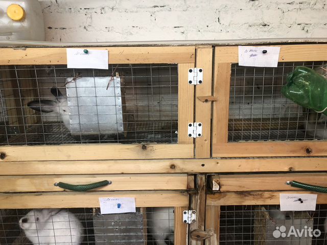 Кролики калифорнийцы