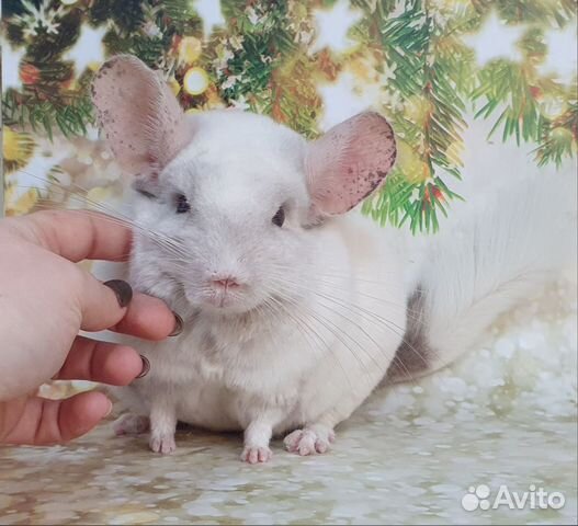 Шиншилла Андерс