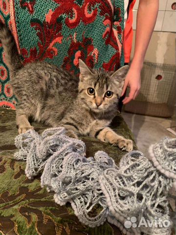 Молоденькая кошечка. Бесплатно. Стерилизована