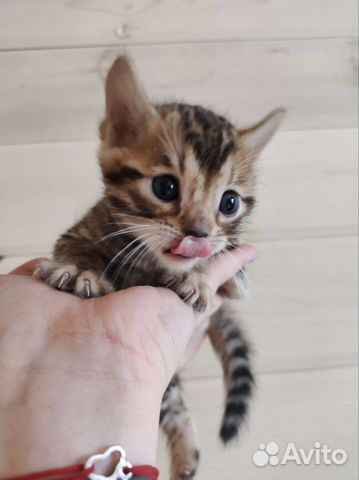 Бенгальские мальчишки