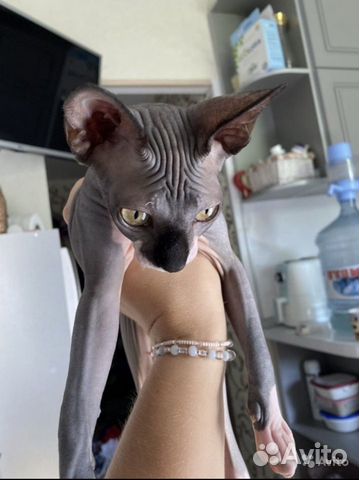 Канадский сфинкс кошка стерилизованная