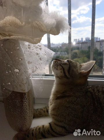 Бенгальская кошка бесплатно