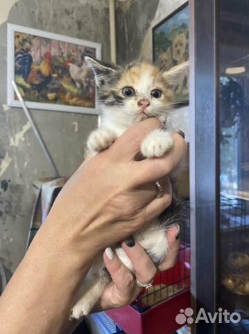 Котенок в хорошие руки