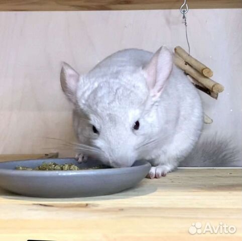 Шиншилла мальчик