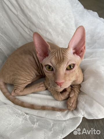 Канадский сфинкс, котенок