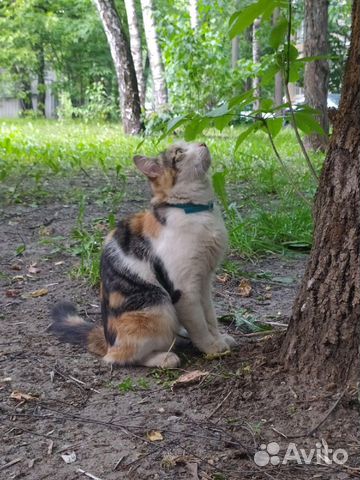 Кошка красивая спокойная